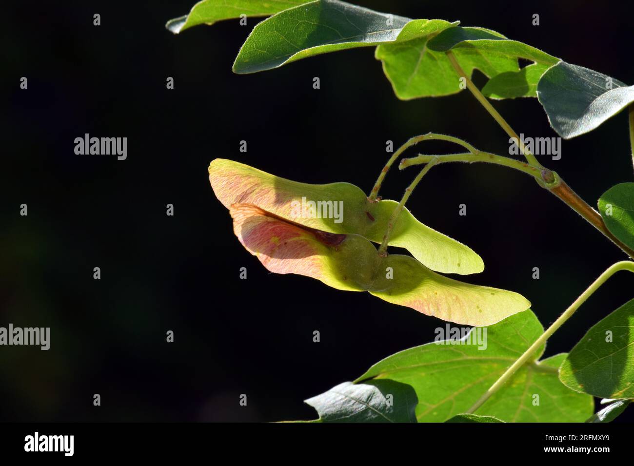 Detail of the fruits (samara) and leaves of the field maple (Acer ...