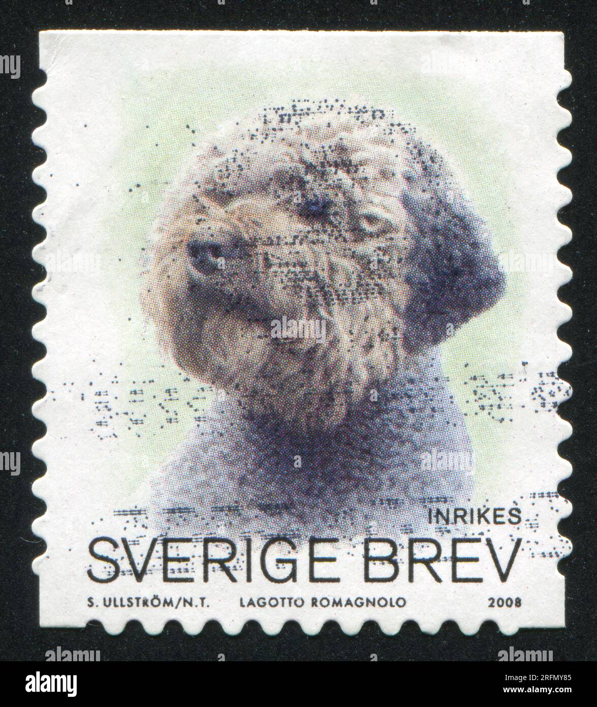SWEDEN - CIRCA 2008: stamp printed by Sweden, shows Lagotto romagnolo ...