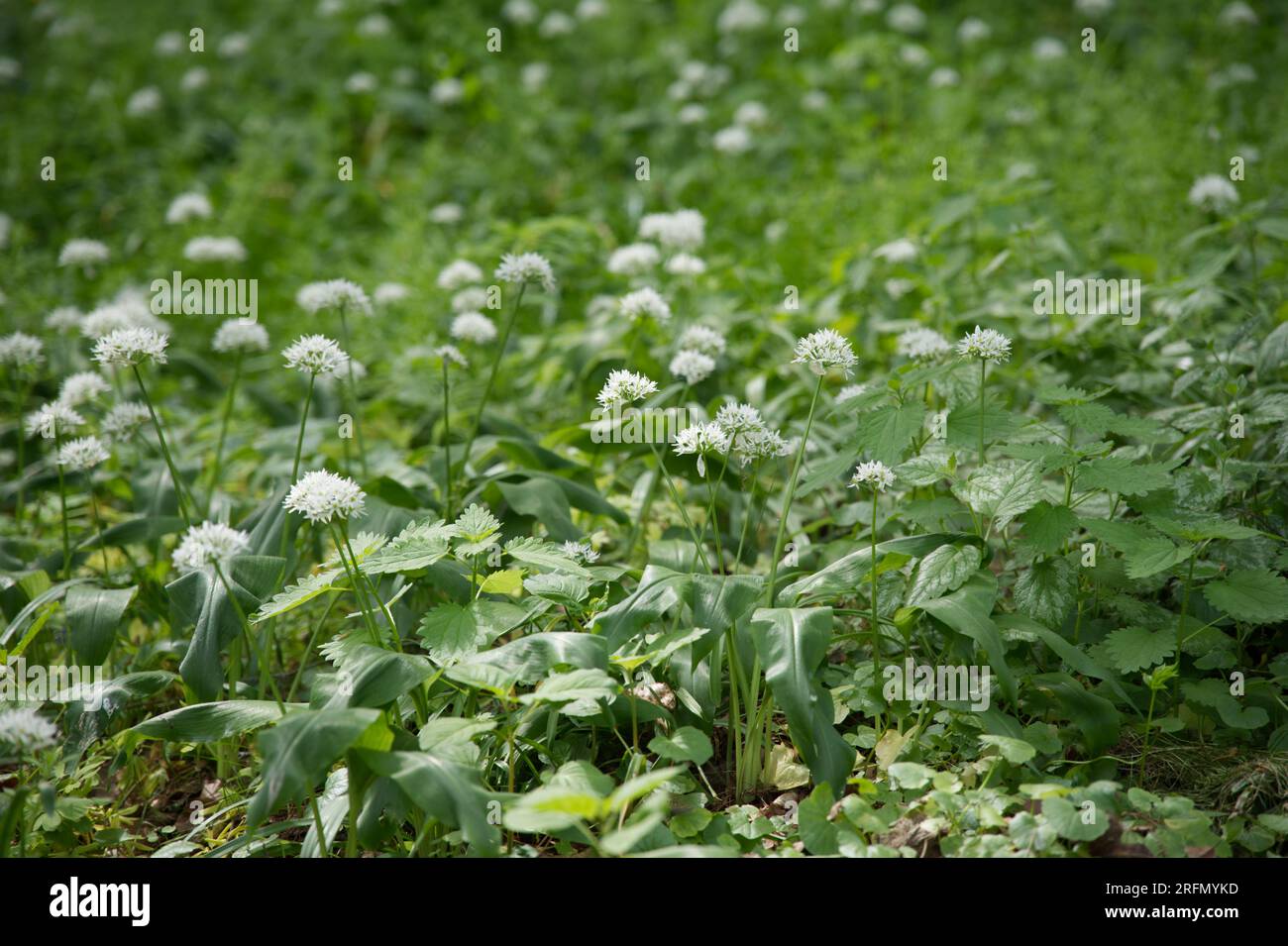 Wld herb hi-res stock photography and images - Alamy