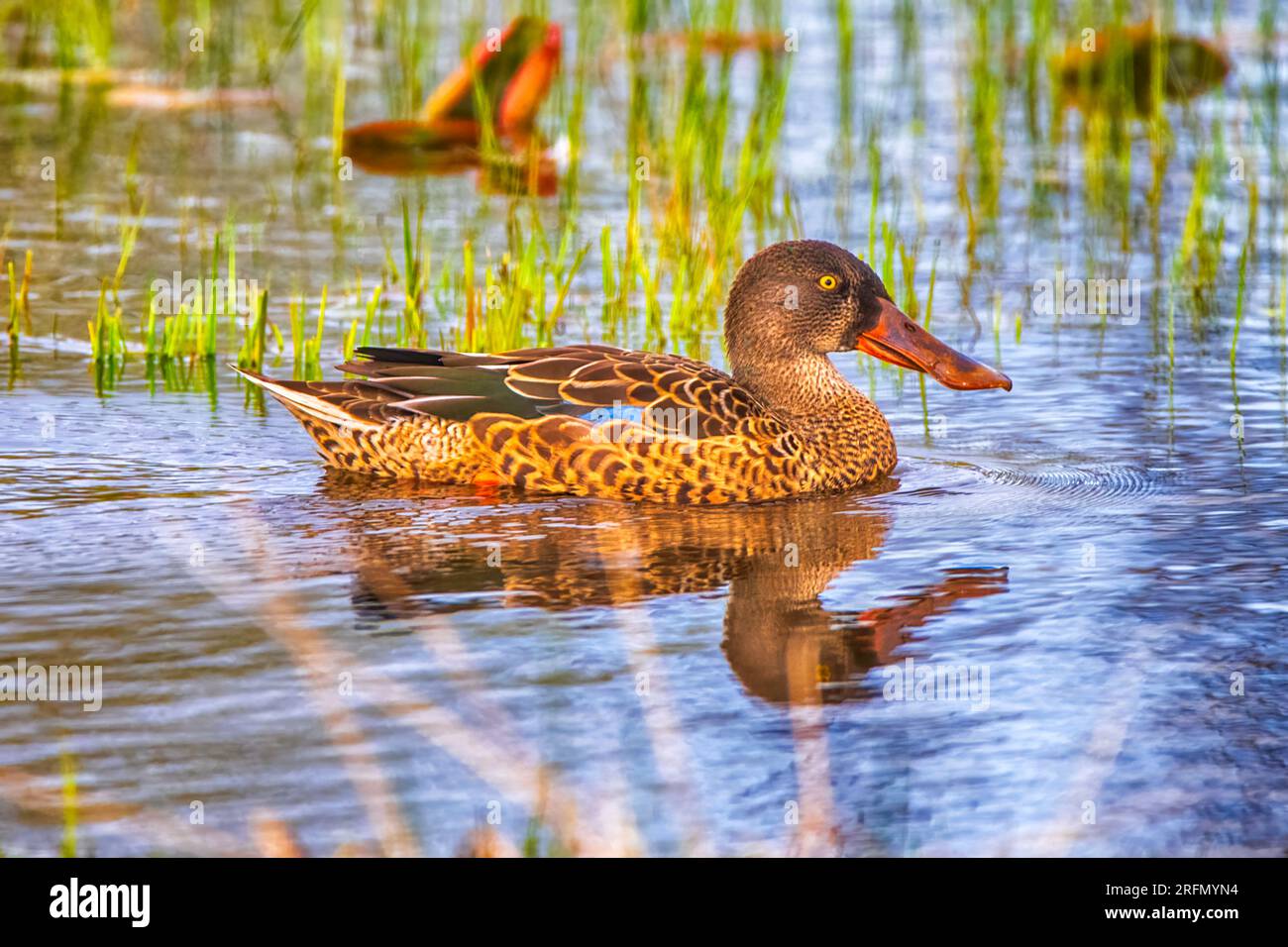 A Northern Shoveller Duck at Sunrise Stock Photo - Alamy
