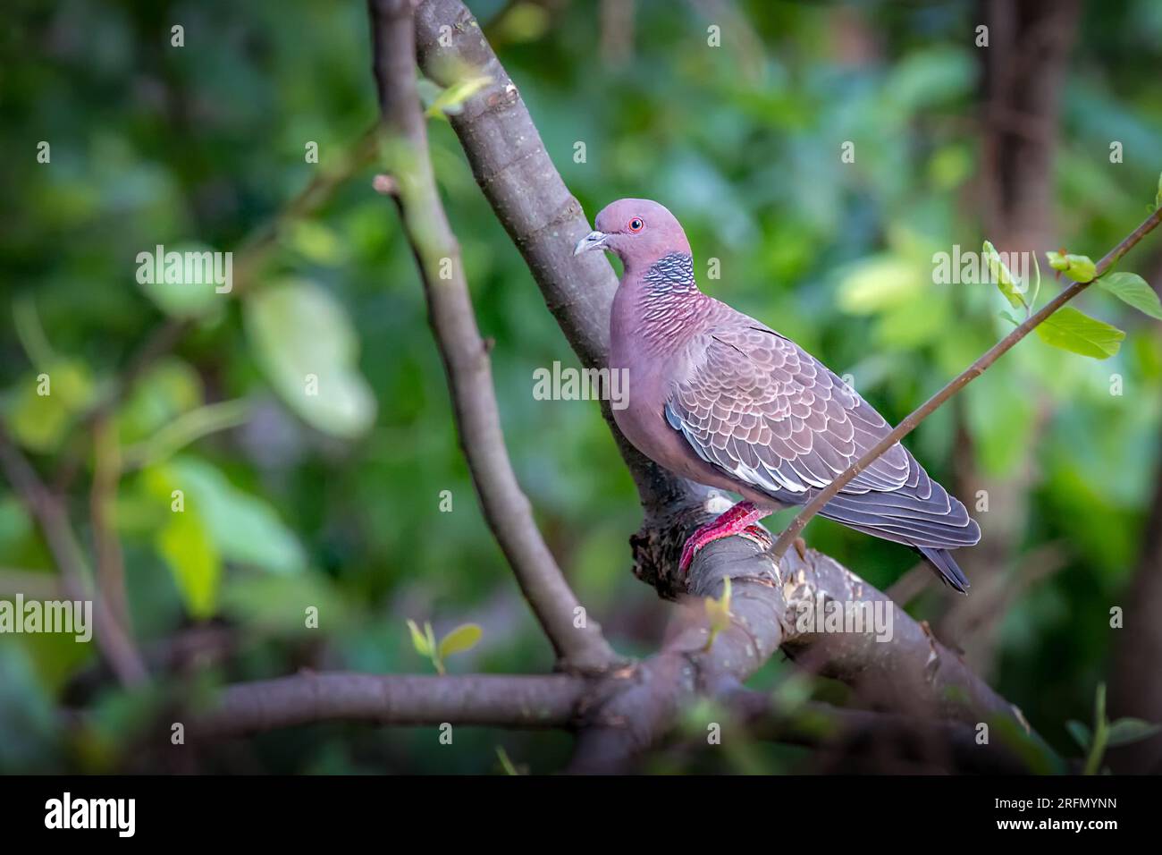 Pomba dove hi-res stock photography and images - Alamy