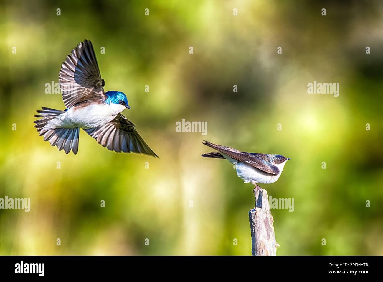 Swallow photography hi-res stock photography and images - Alamy