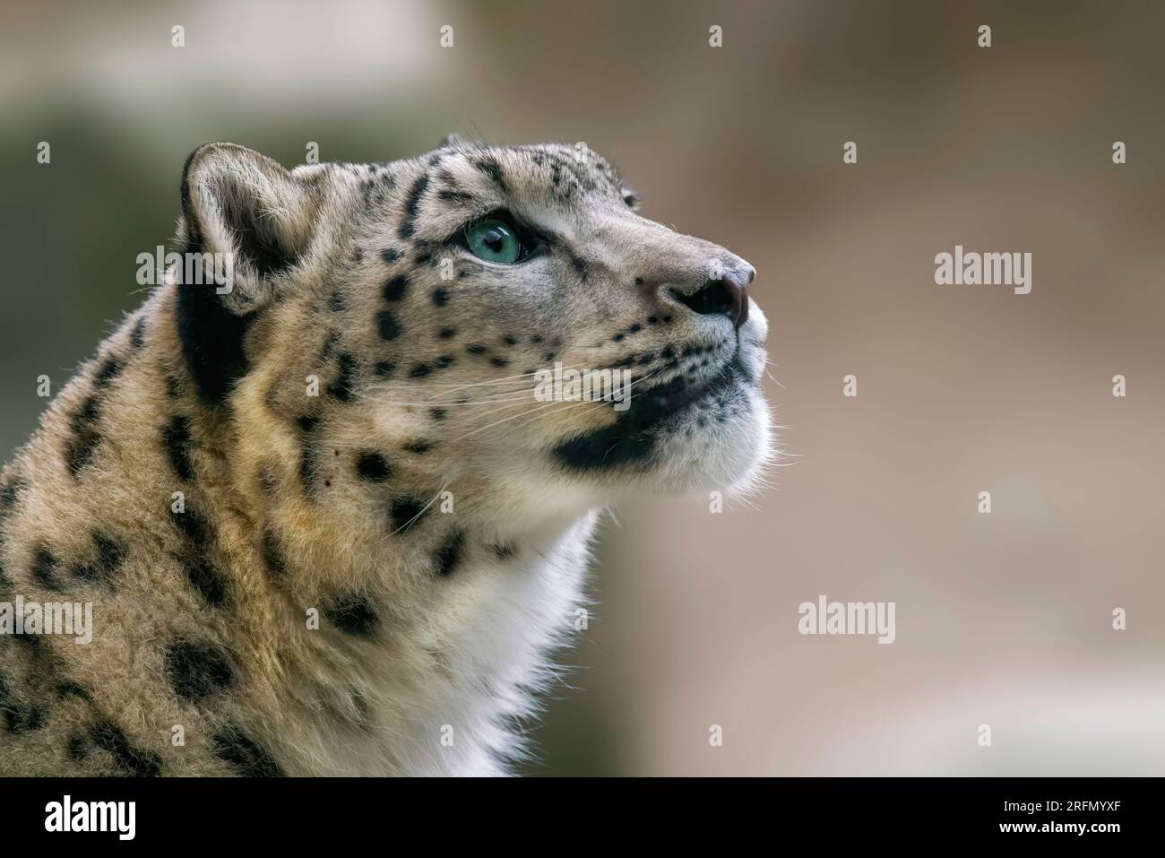 Panthera uncia ear hi-res stock photography and images - Alamy