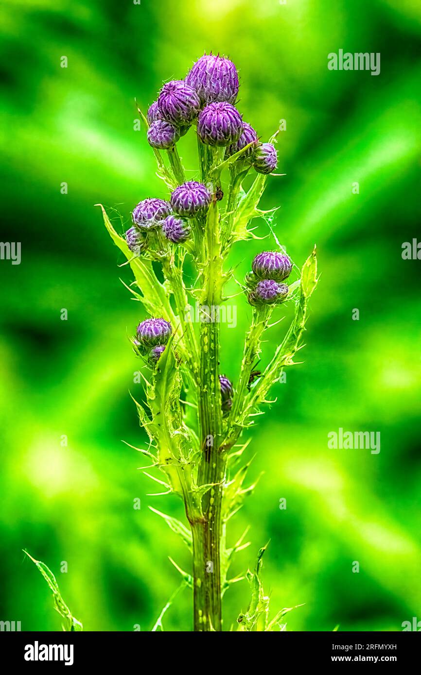 Pennsylvania thistle hi-res stock photography and images - Alamy