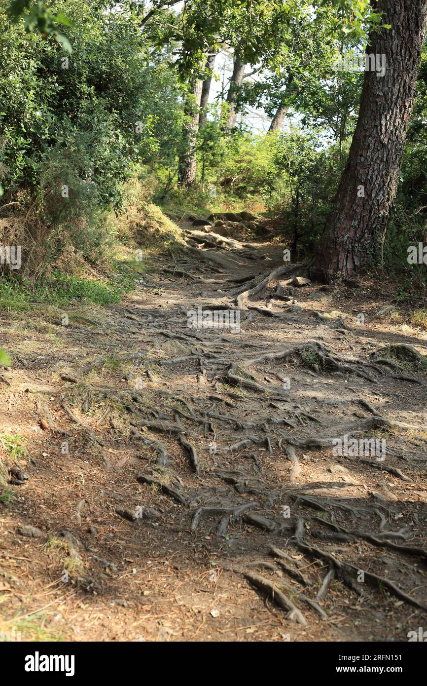 Uneven coastal footpath with tree roots showing on the GR34, Kerguen ...