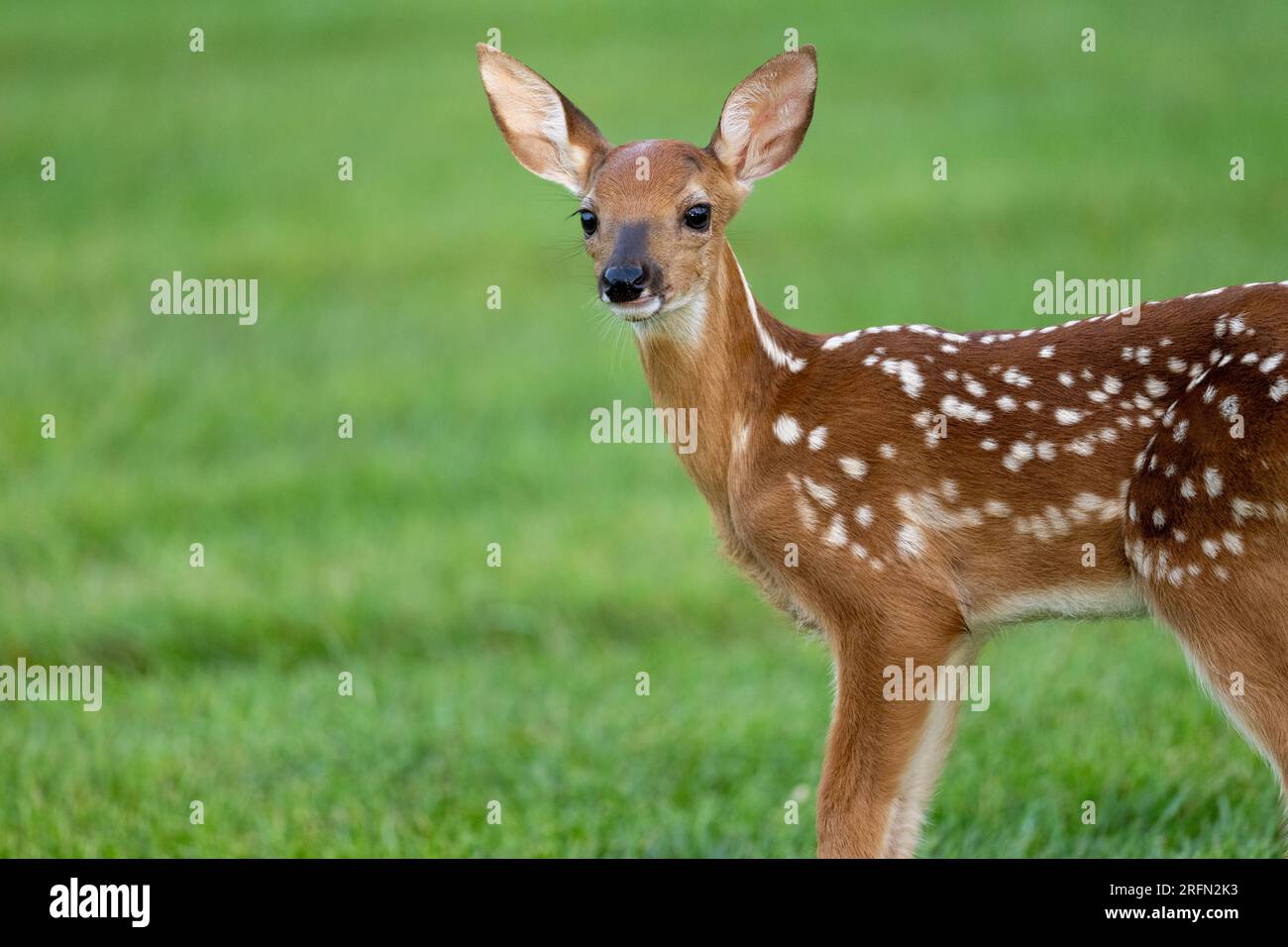 A backlit image of a whitetailed deer fawn standing in an open field ...