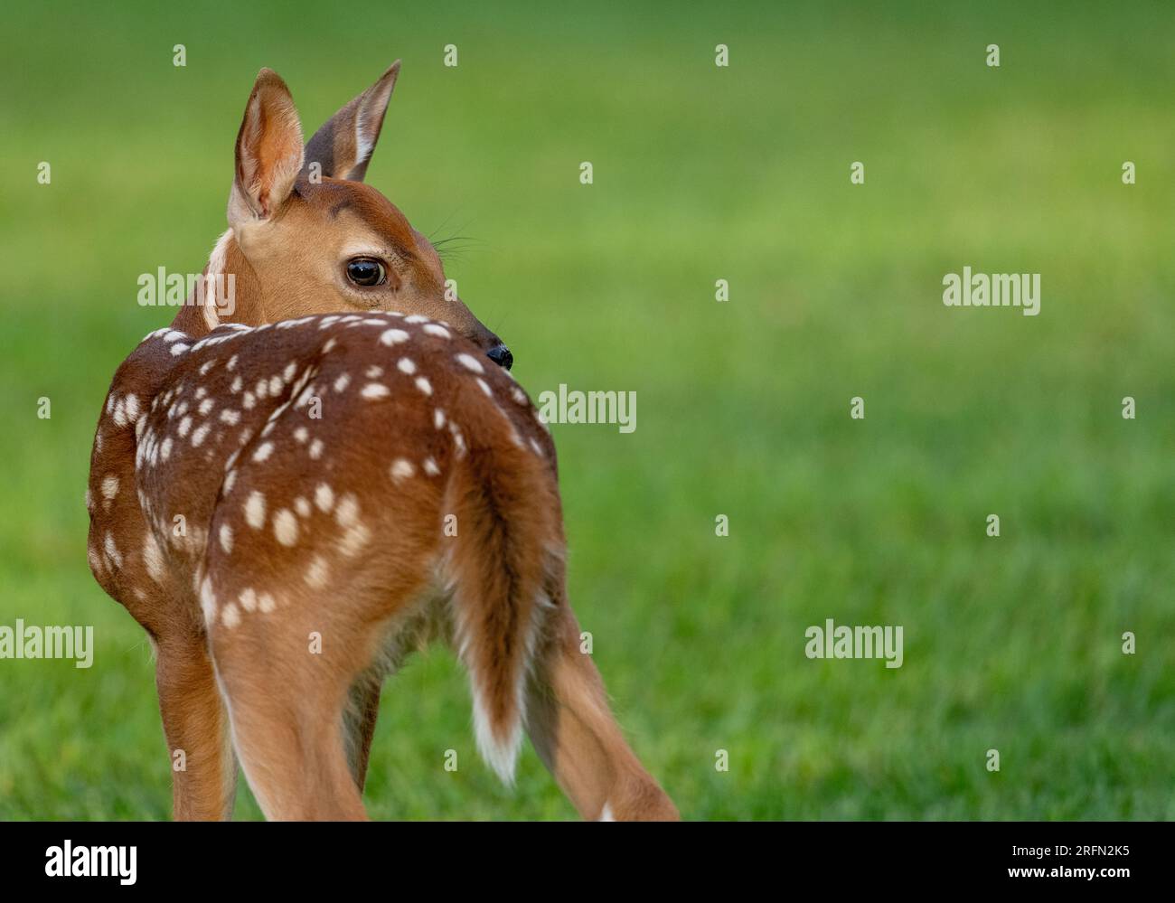 A backlit image of a whitetailed deer fawn standing in an open field ...