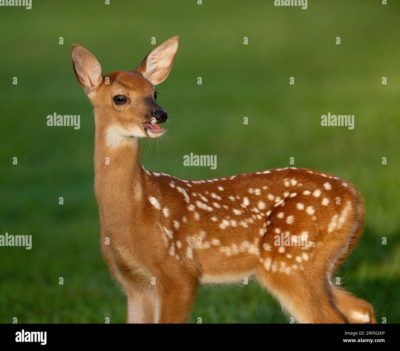 A backlit image of a whitetailed deer fawn standing in an open field ...