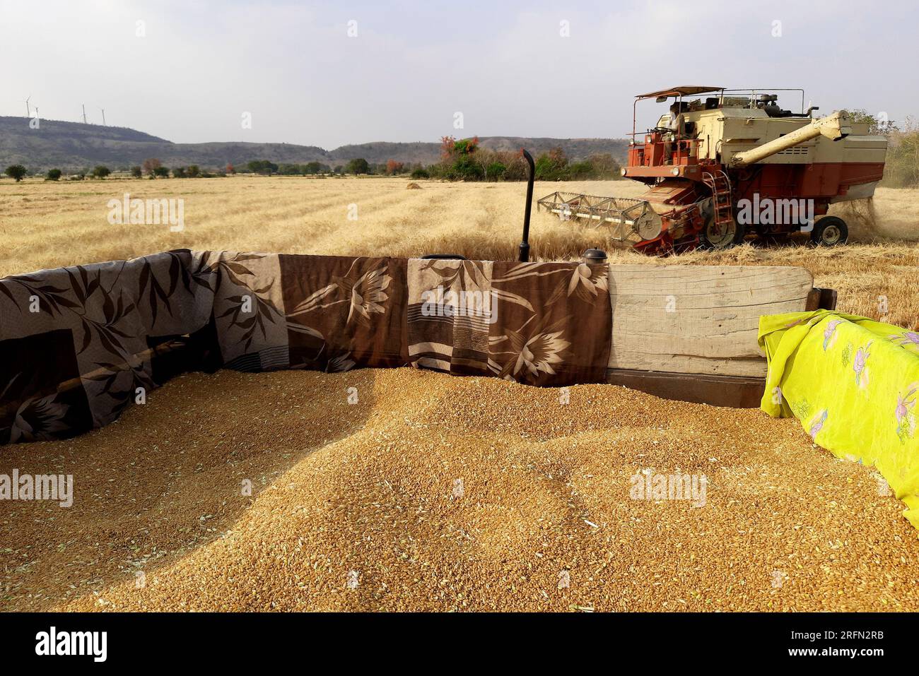 Combines harvester harvesting wheat on a bright day. Wheat cutting ...