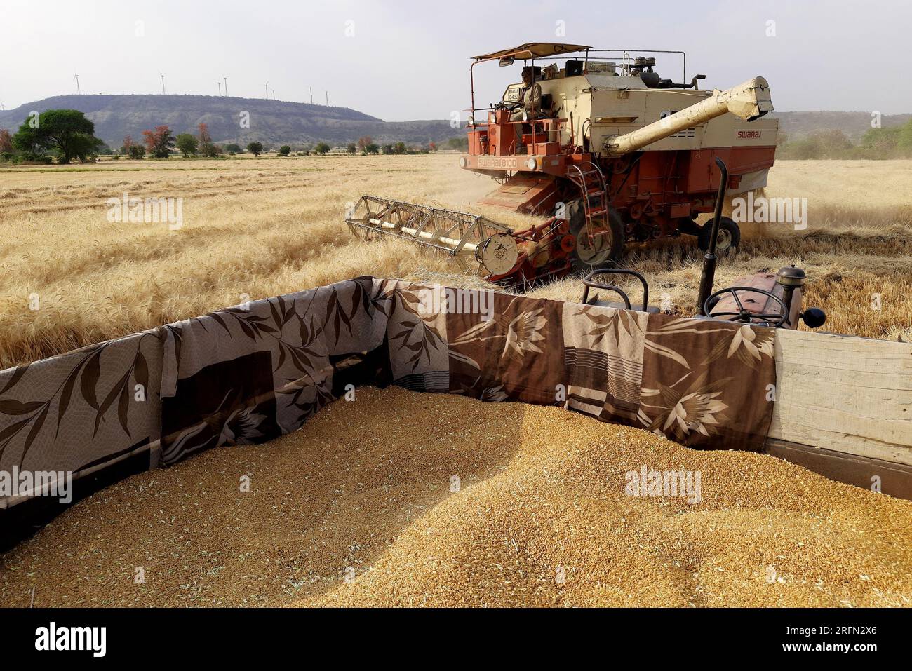 Combines harvester harvesting wheat on a bright day. Wheat cutting ...
