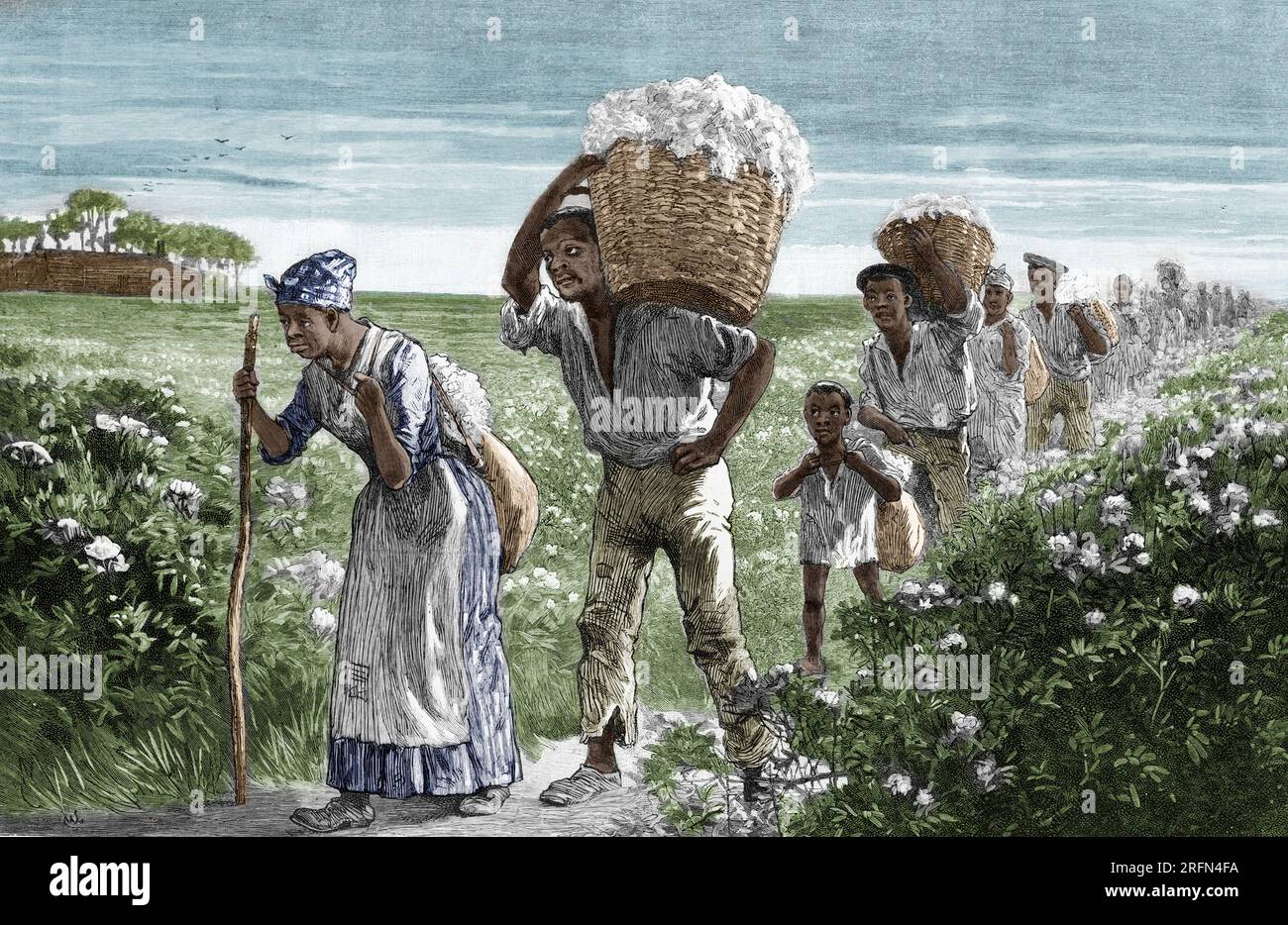 Slaves Picking Cotton In Color