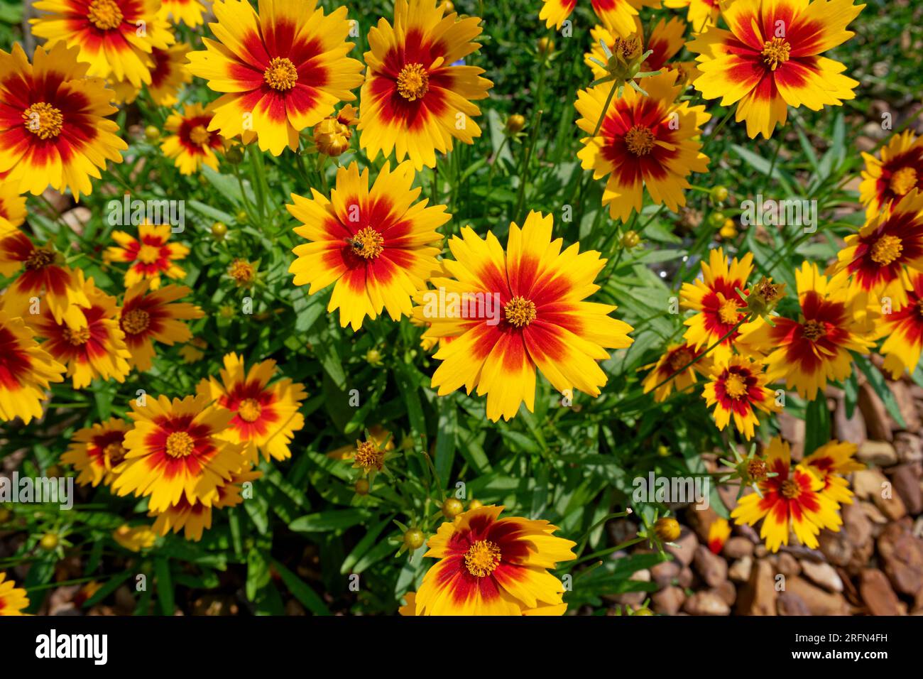 Species of tickseed hi-res stock photography and images - Alamy