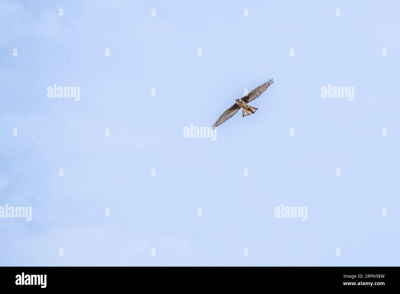 A Honey Buzzard in flight over grass land Stock Photo - Alamy