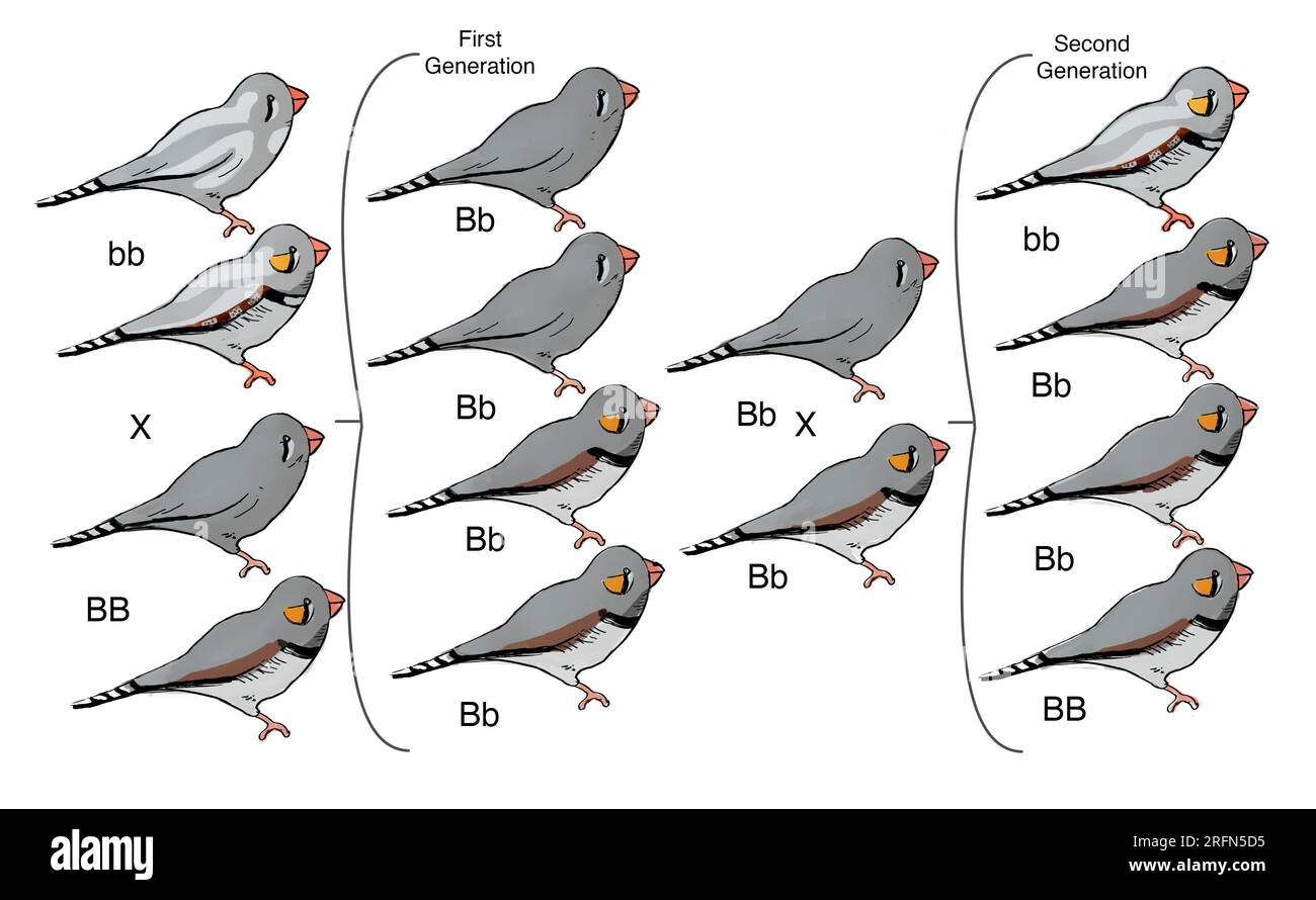 Diagram of recessive inheritance in zebra finches. The genes for the ...