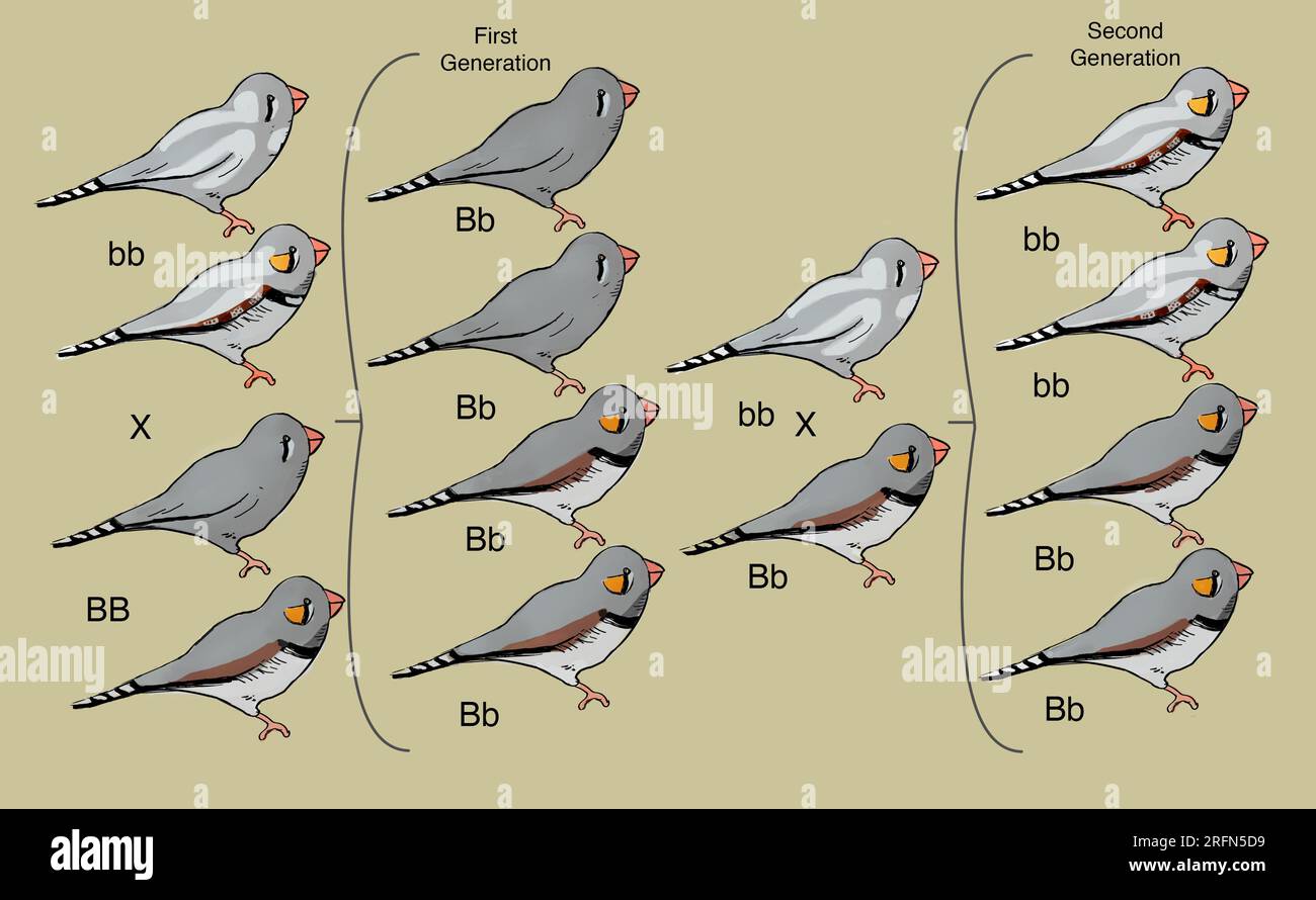 Recessive inheritance in zebra finches. In the first generation, all ...