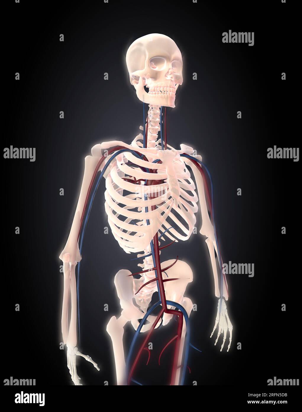 Illustration of a skeleton showing the circulatory system Stock Photo ...