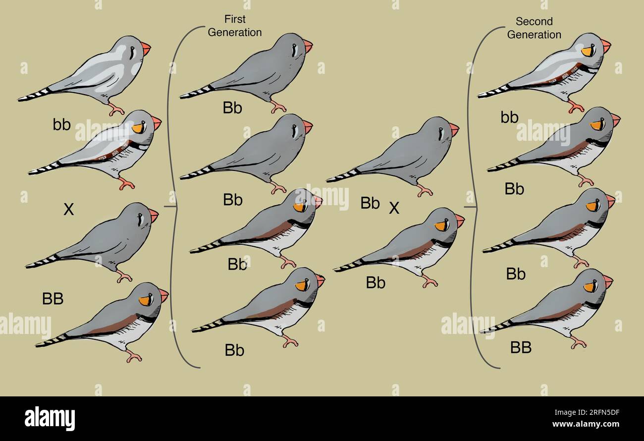 Diagram of recessive inheritance in zebra finches. The genes for the ...
