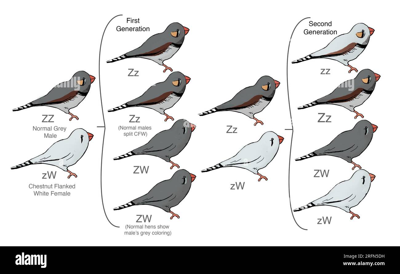 Sex-linked inheritance using a Normal Grey Male (ZZ) and a Chestnut ...