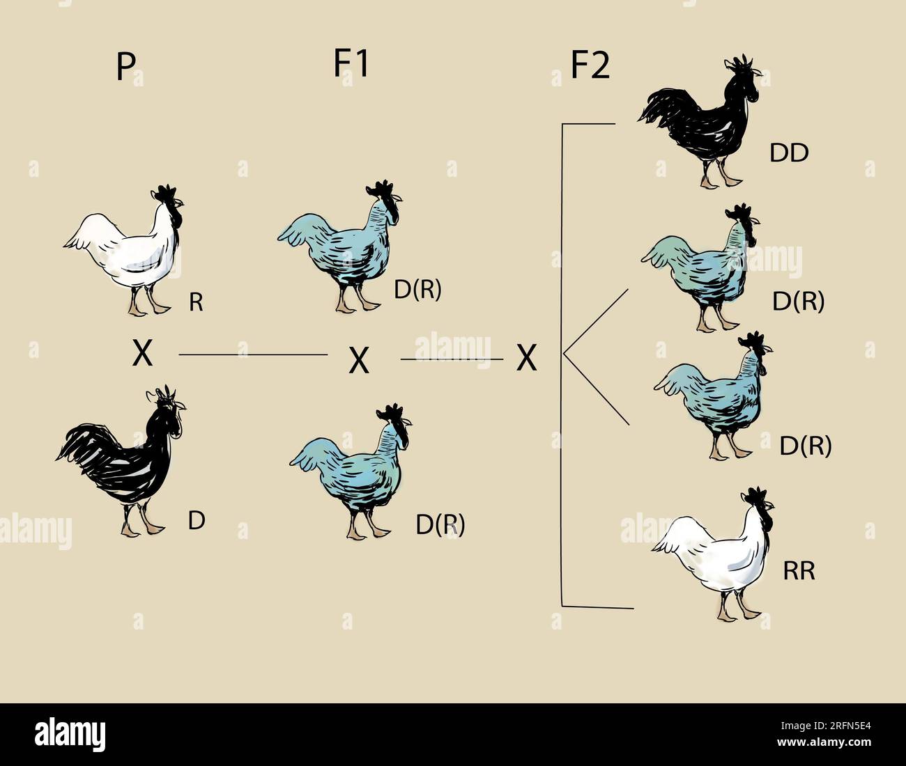 Mendelian chart for chickens. P is the parent generation with black ...