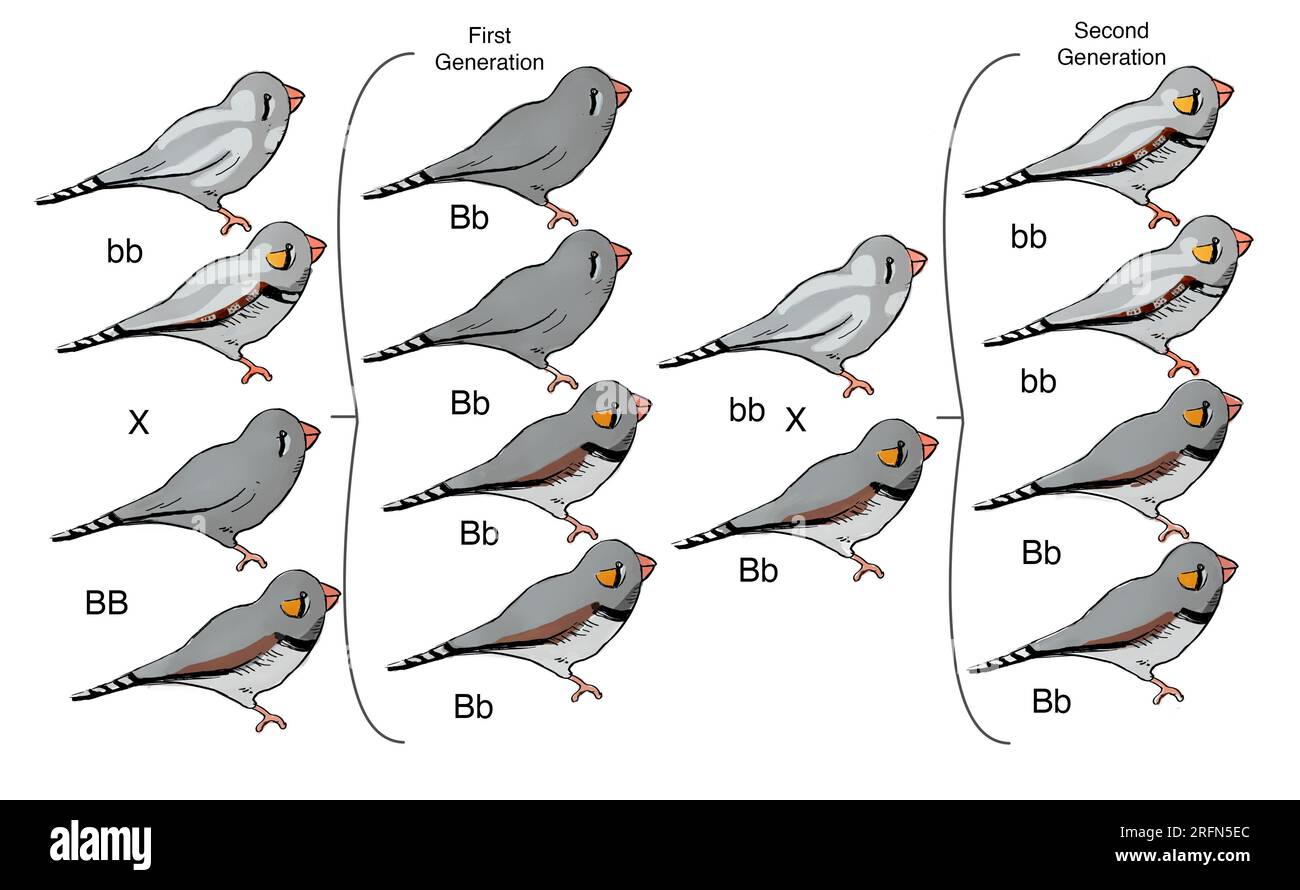 Recessive inheritance in zebra finches. In the first generation, all ...