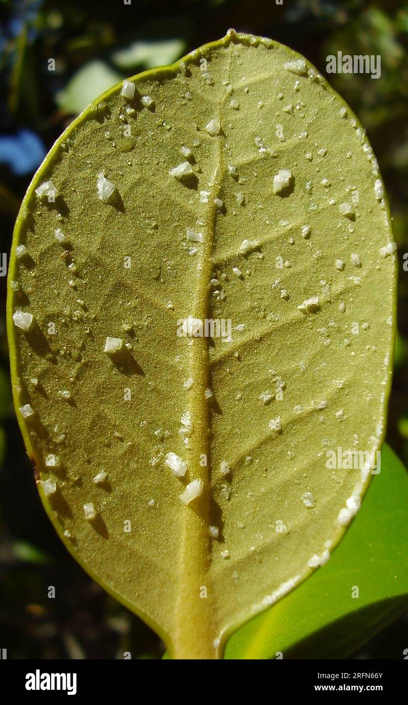 Salt crystals on grey mangrove leaf, Avicennia marina var. resinifera ...