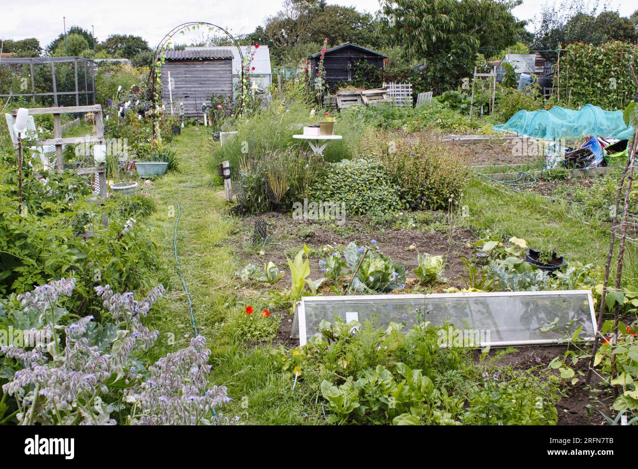 English allotment in mid-summer Stock Photo - Alamy