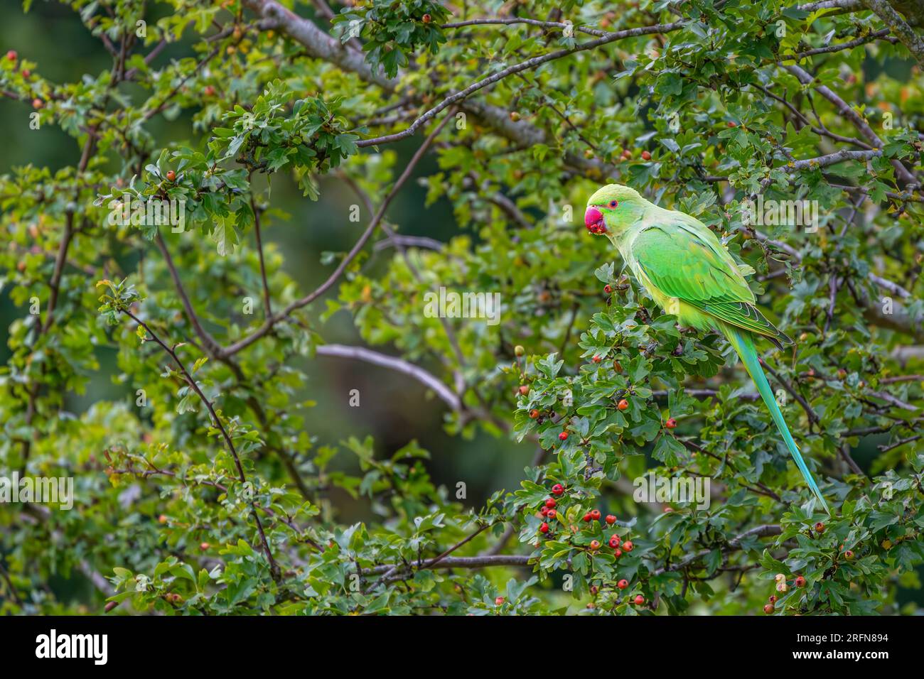 Berry hi res hi-res stock photography and images - Alamy
