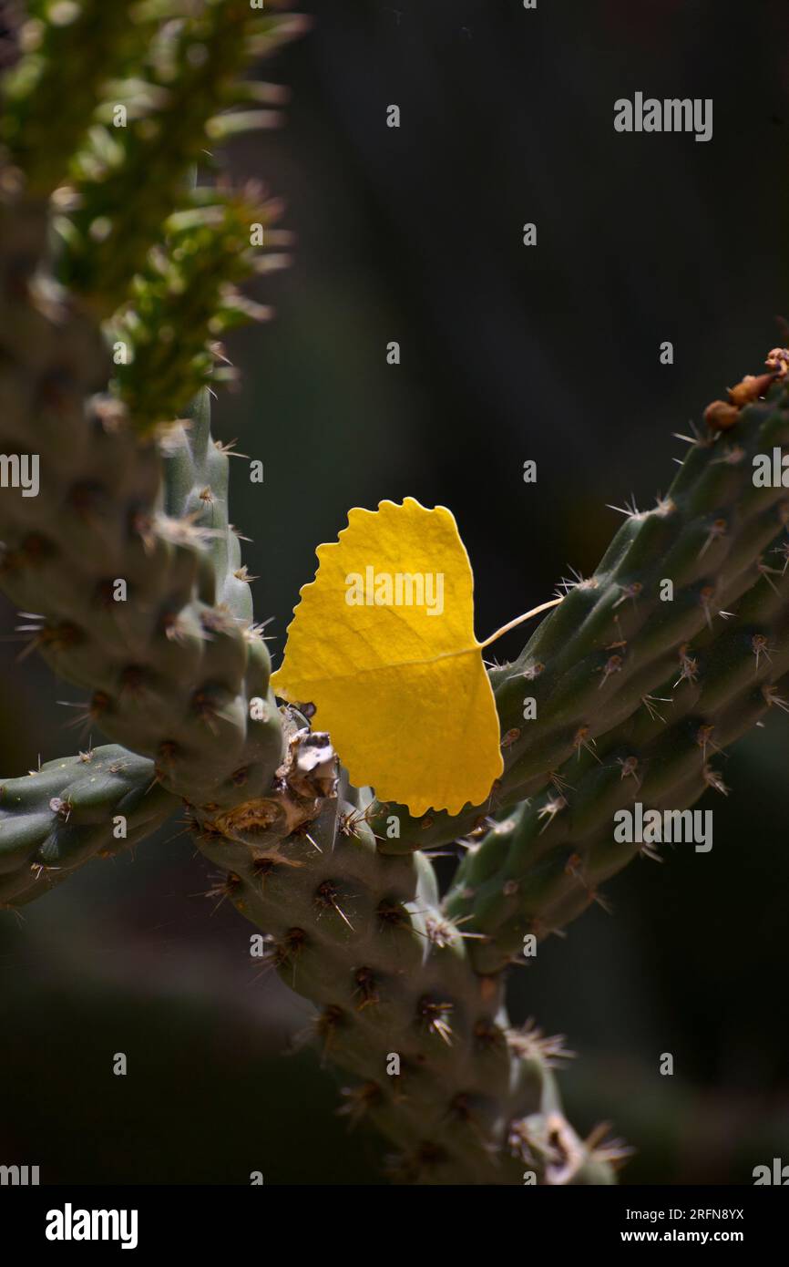 A Fallen yellow leaf snagged by the spines of a cactus Stock Photo - Alamy