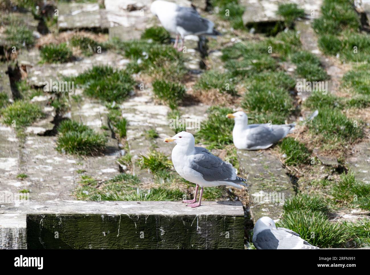 Homer ferry terminal hi-res stock photography and images - Alamy