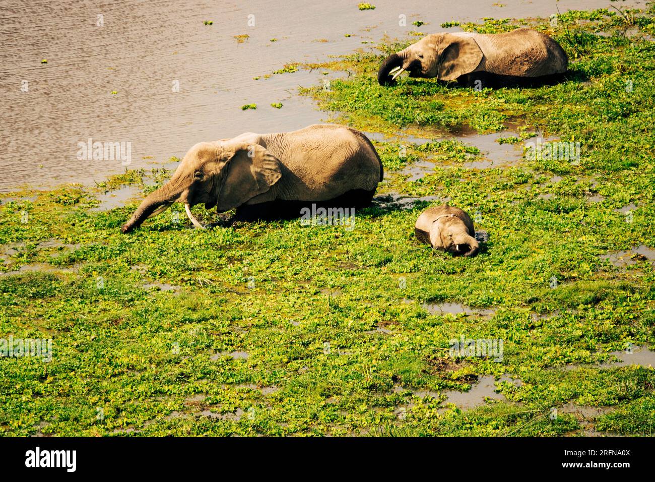 Aerial view of African Elephants - Loxodonta Africana grazing in the ...