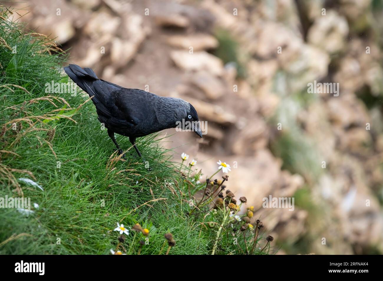 Foraging among flora hi-res stock photography and images - Alamy