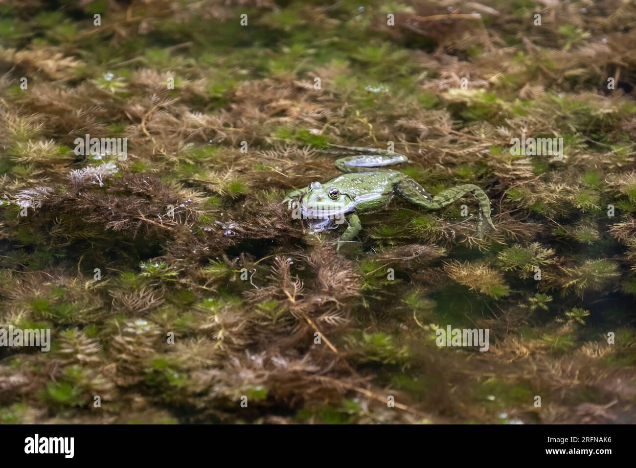 Europes largest frog hi-res stock photography and images - Alamy