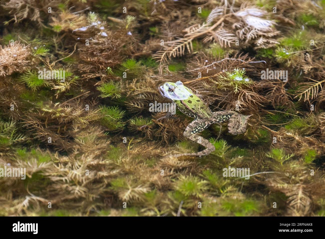 More closely tied to water than common frogs hi-res stock photography ...