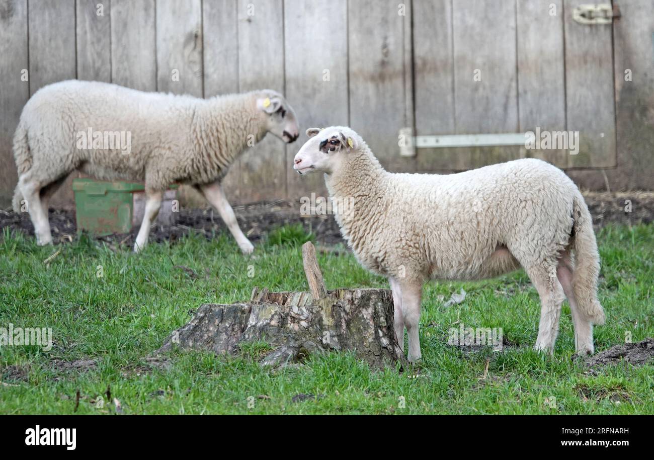 Two sheep passing each other. The breed is Landrace of Bentheim. A ...