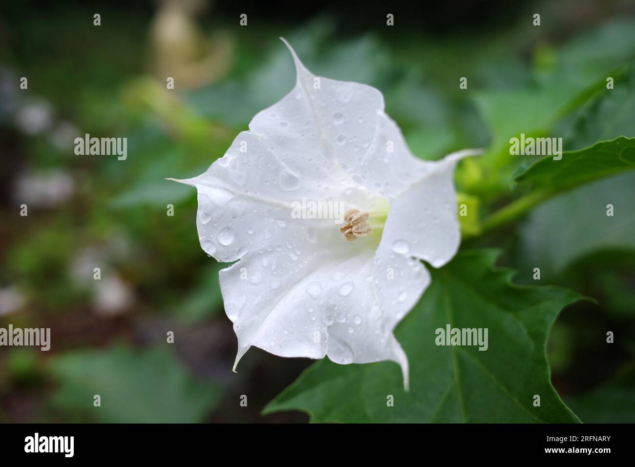The pure white flower of the poisonous thorn-apple or Datura stramonium ...