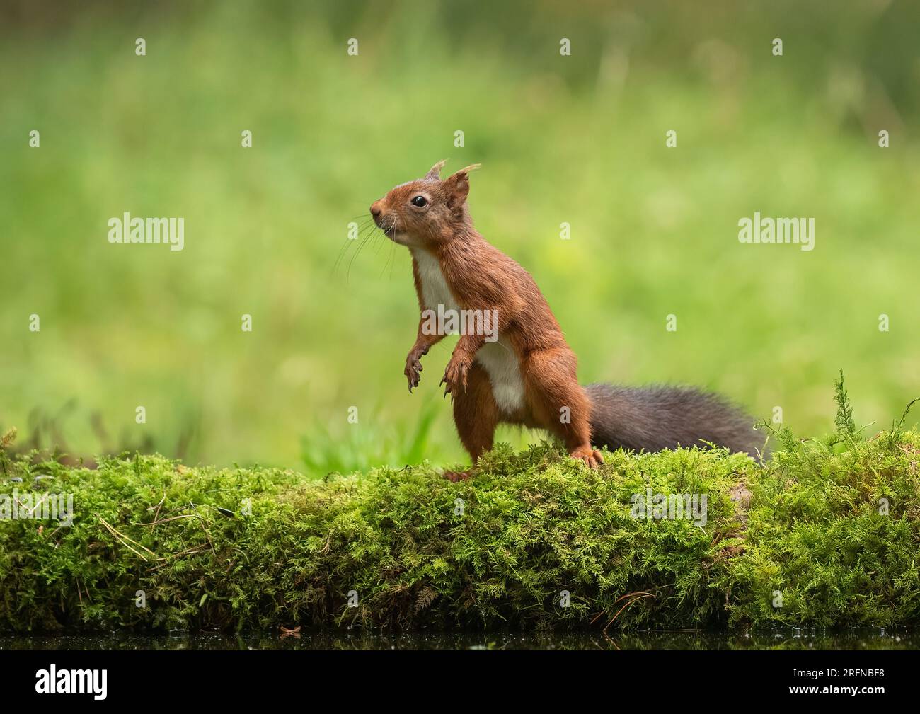 A unique shot of a Red Squirrel (Sciuris vulgaris) standing upright ...