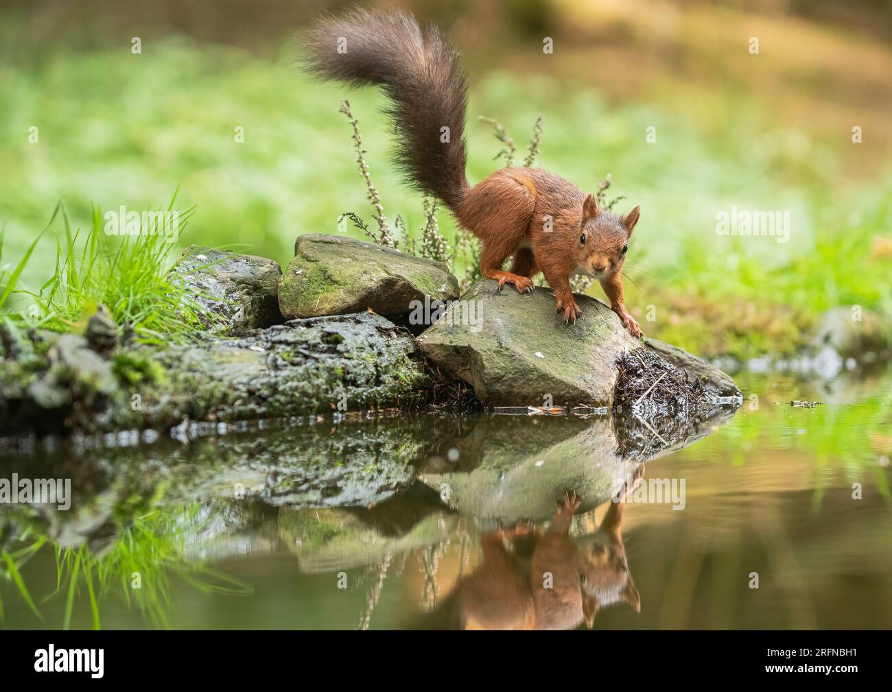 A Red Squirrel (Sciuris vulgaris) with his bushy tail . Going for a drink on the rocks. A mirror ...