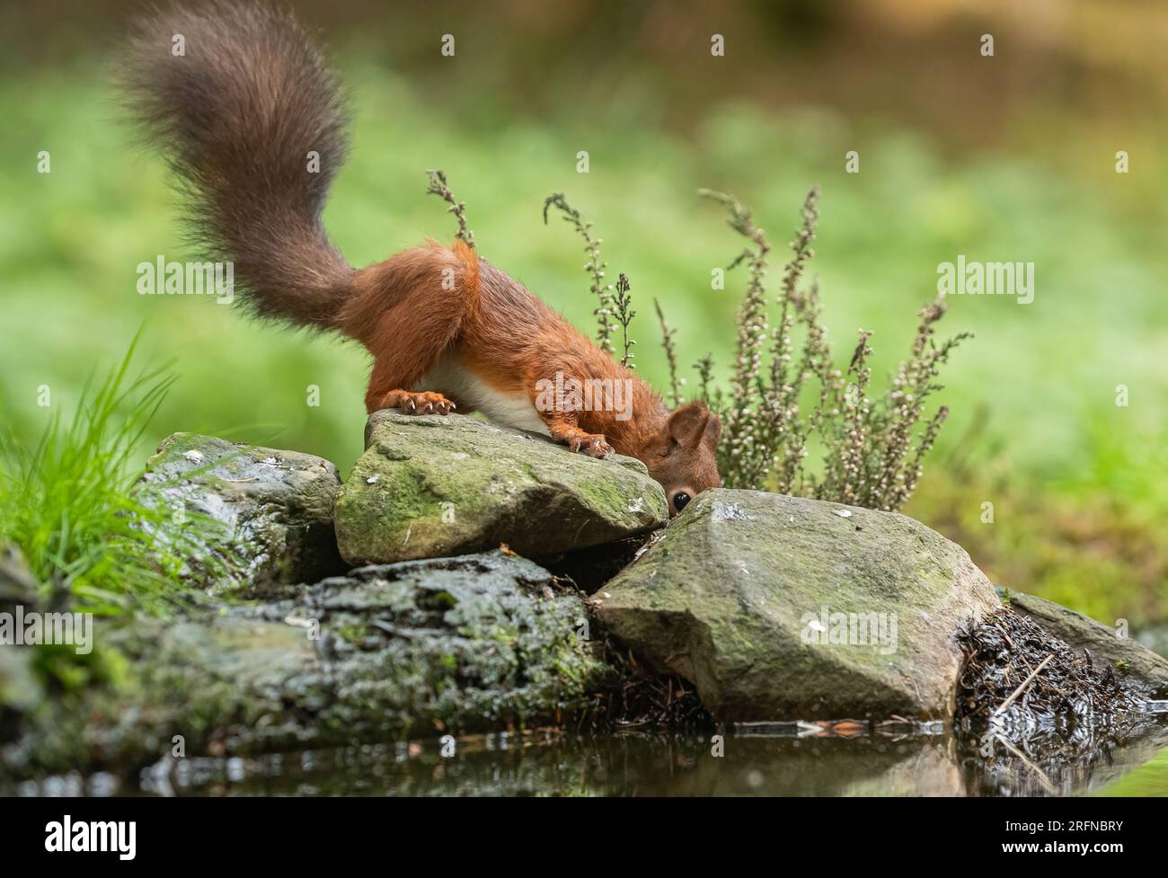 A Red Squirrel (Sciuris vulgaris) with his bushy tail . Going for a drink on the rocks. A mirror ...