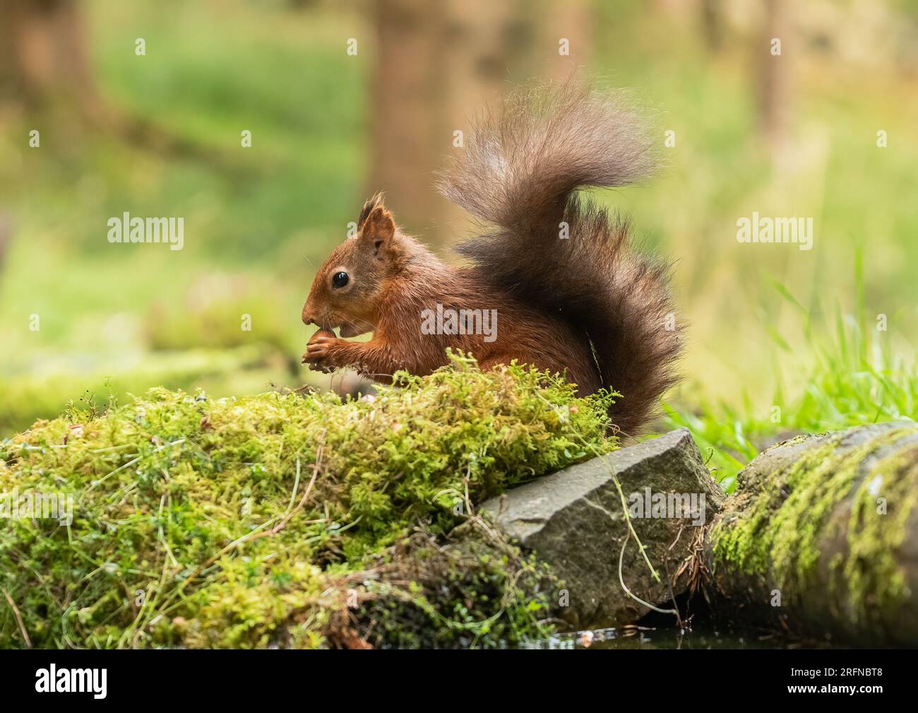 A close up of a rare Red squirrel ( Sciurus vulgaris) on a clear green ...