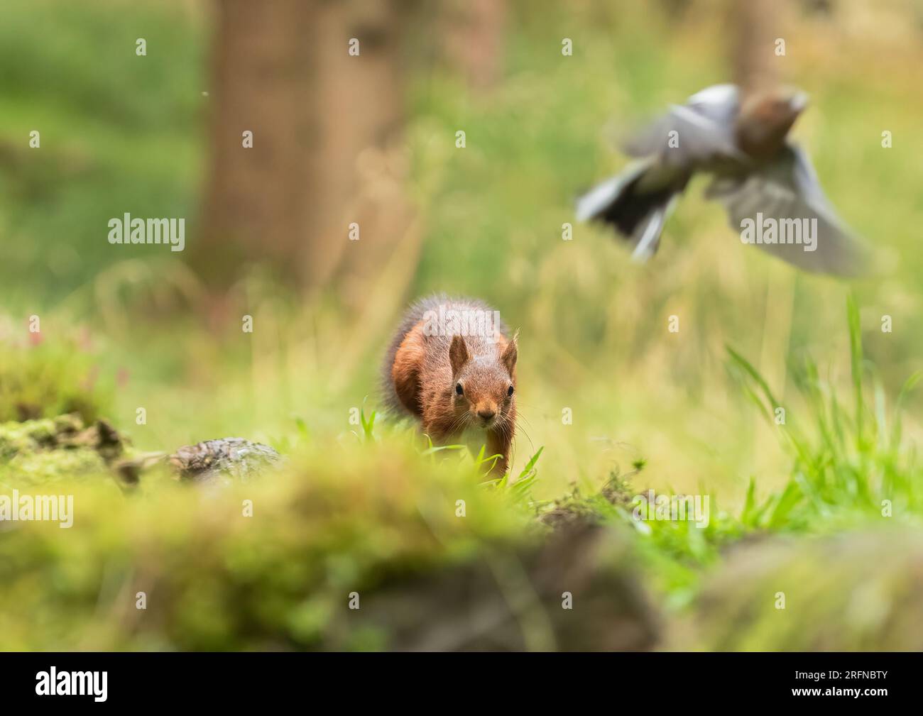A rare Red squirrel ( Sciurus vulgaris) bounding along chasing a ...