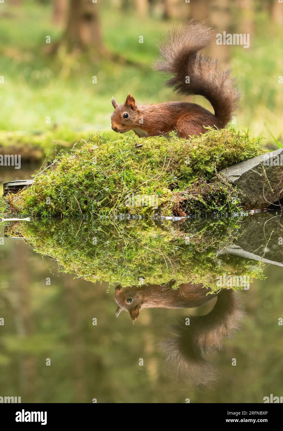 A classic shot of a Red Squirrel (Sciuris vulgaris) with his bushy tail ...