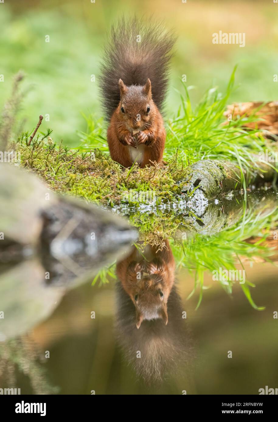 A classic shot of a Red Squirrel (Sciuris vulgaris) with his bushy tail ...