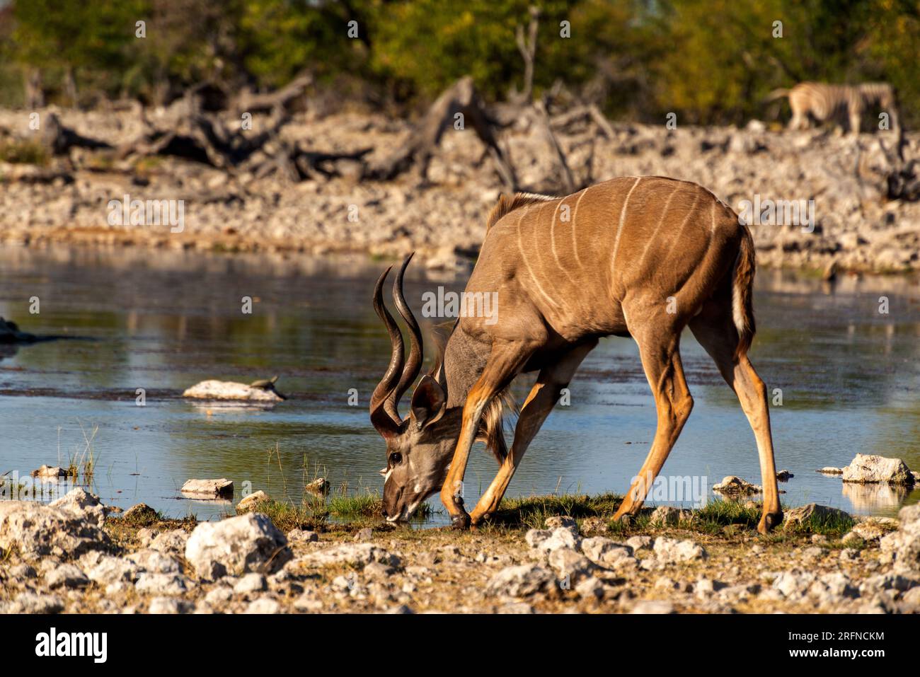 Male kudu antelope drinking at Goas waterhole, Etosha National Park ...