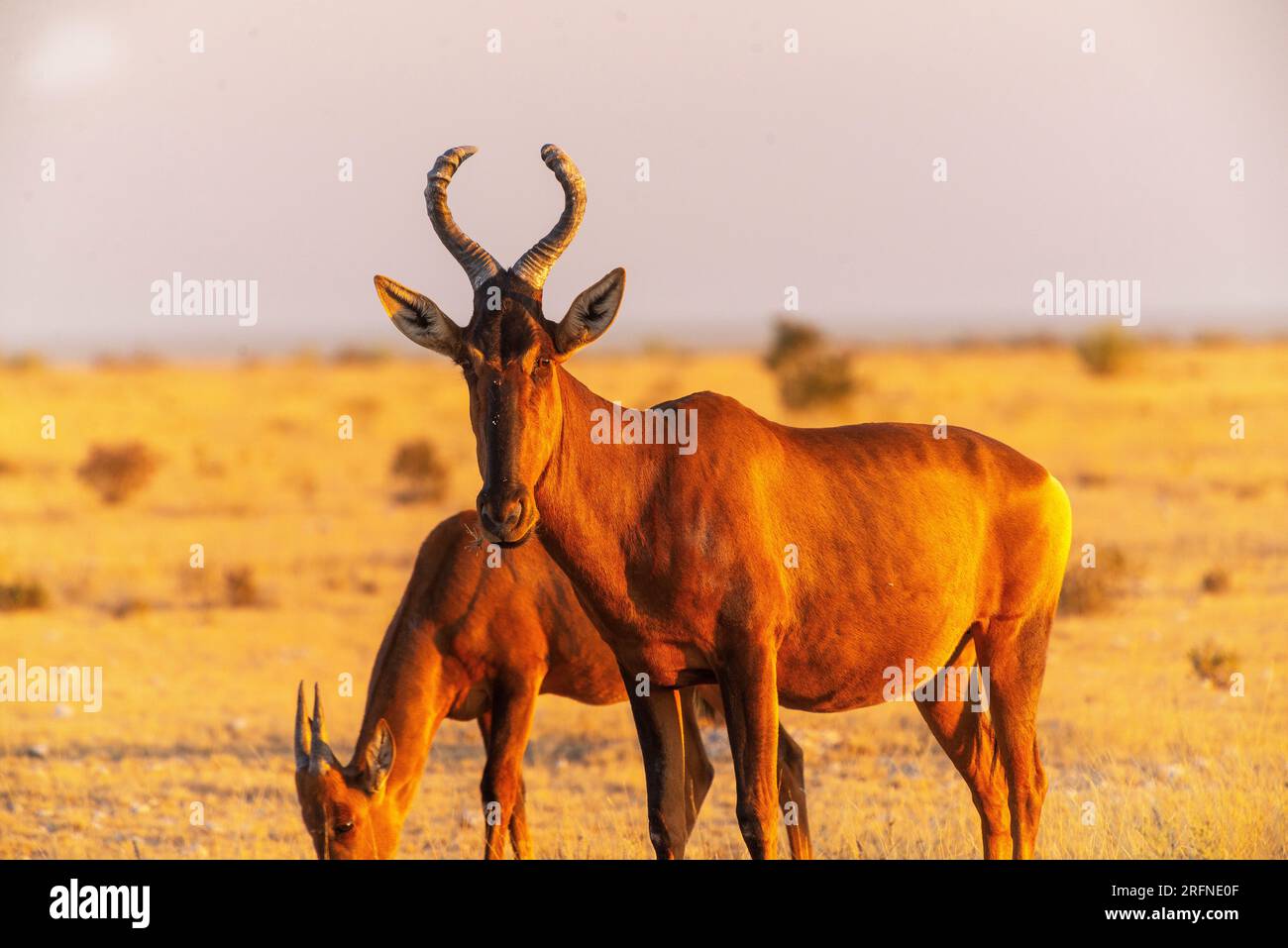 Red hartbeest hi-res stock photography and images - Alamy