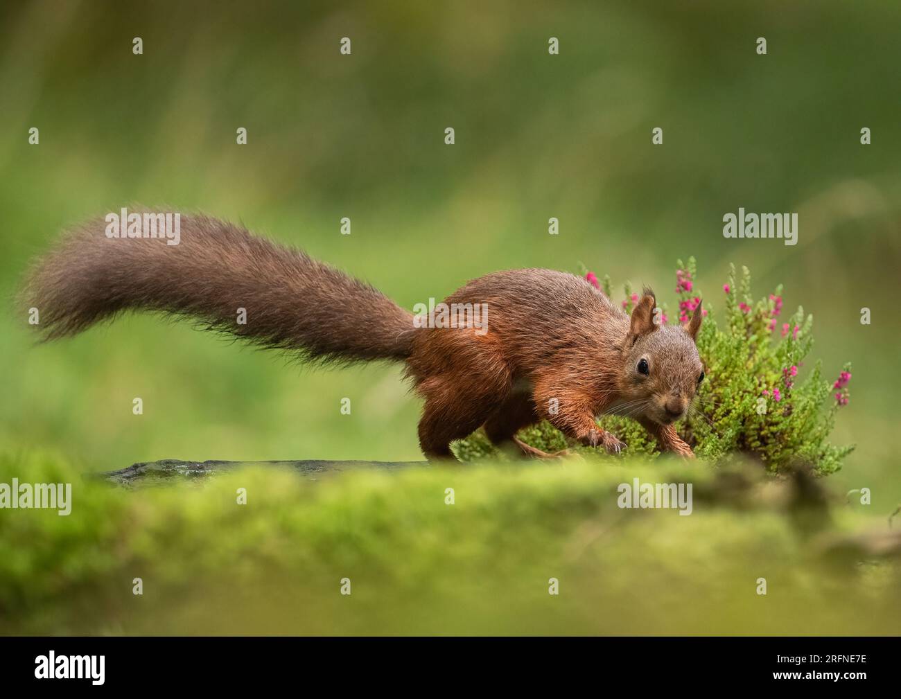 A close up of a rare Red squirrel ( Sciurus vulgaris) on a clear green ...