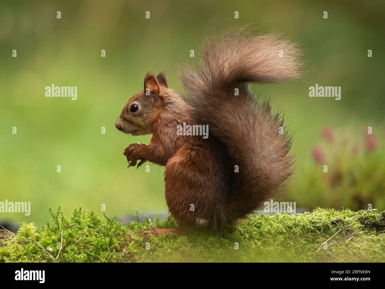 A close up of a rare Red squirrel ( Sciurus vulgaris) on a clear green ...