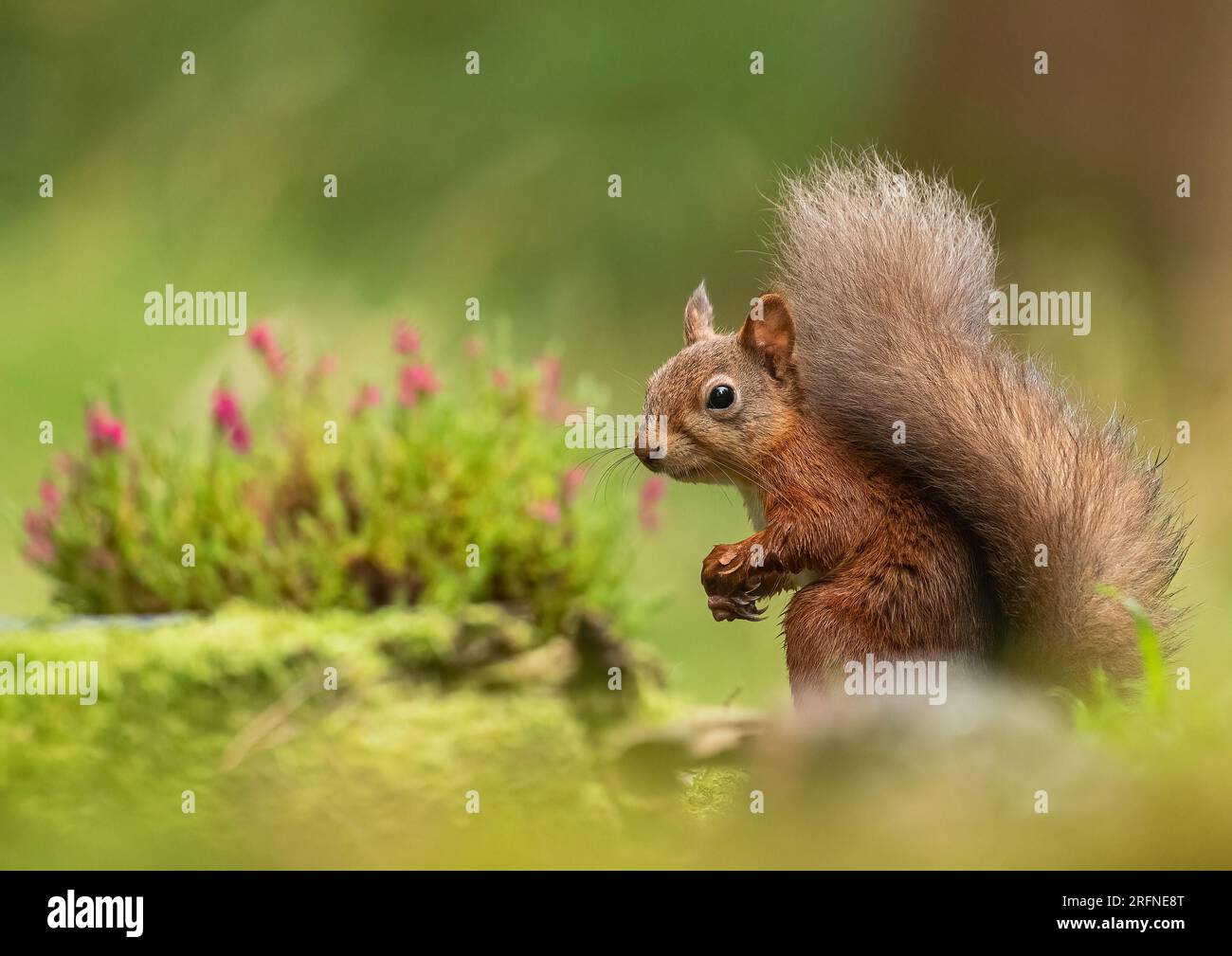 A classic shot of a rare Red squirrel ( Sciurus vulgaris) on a clear ...