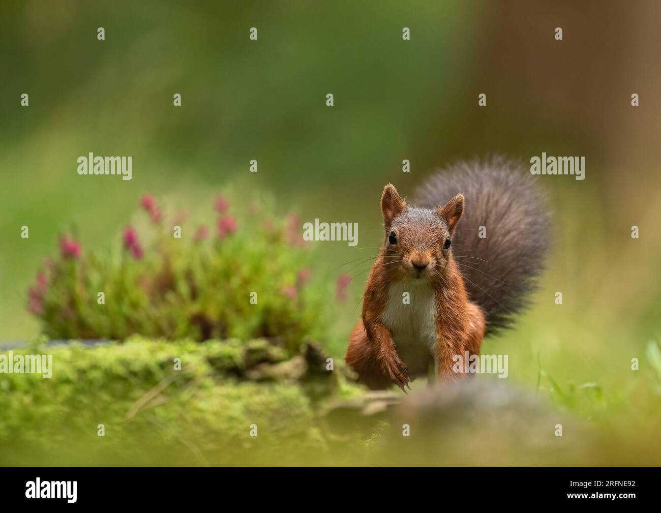 A classic shot of a rare Red squirrel ( Sciurus vulgaris) on a clear ...