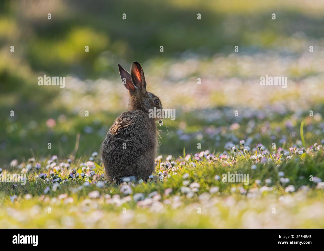 Caught in the act. The cutest shot of a young Brown Hare Leveret in ...