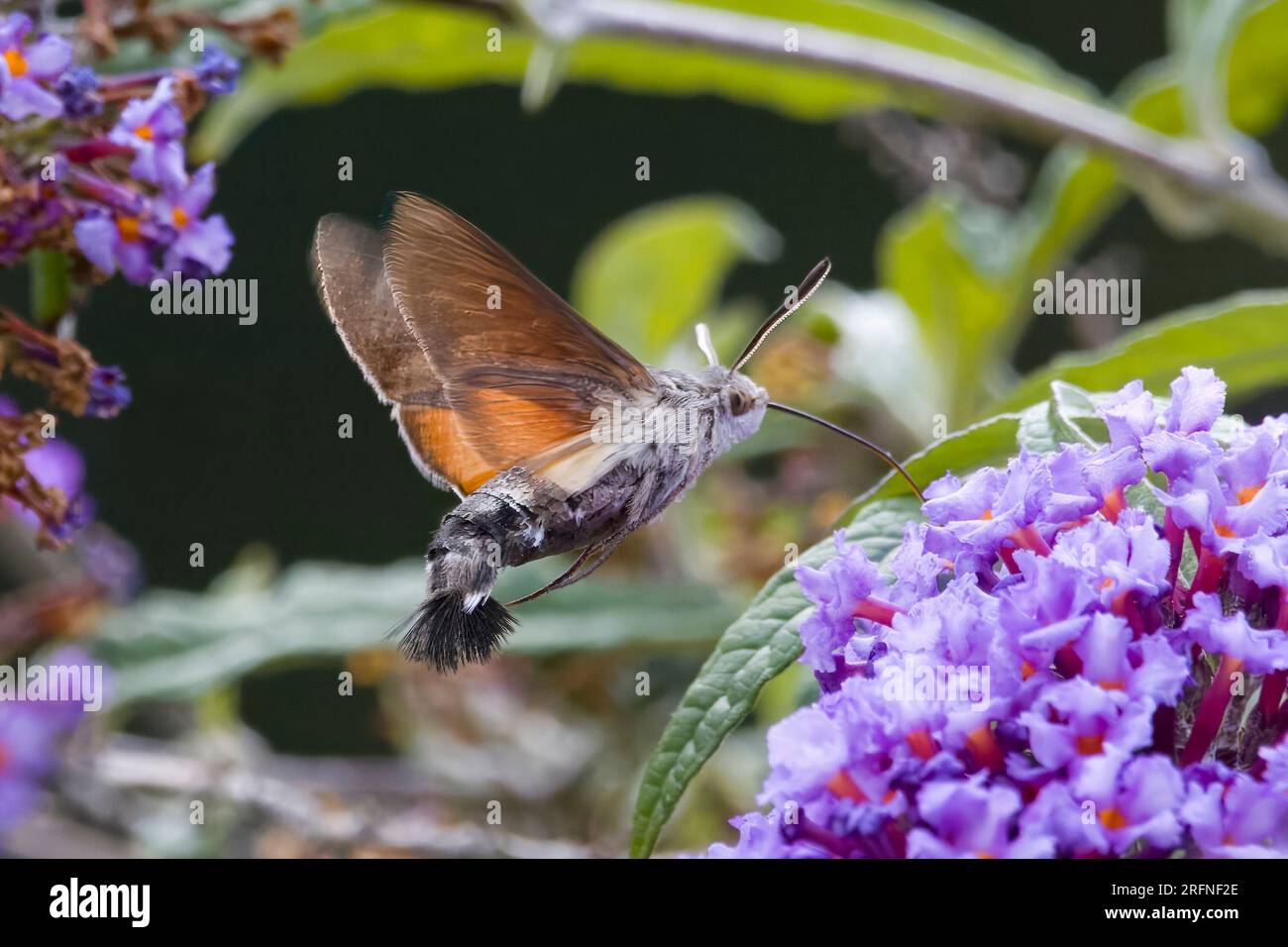 Hummingbird hawk moth feeding on buddleia Stock Photo - Alamy